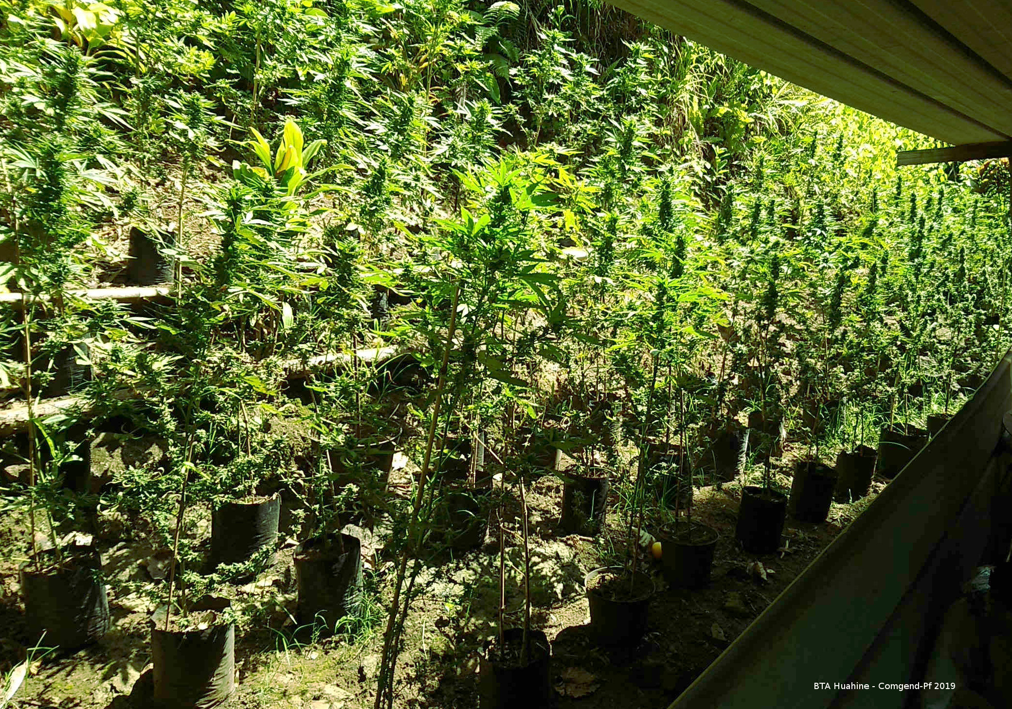 Vaste opération de démantèlement de plantations de pakalolo à Huahine ...